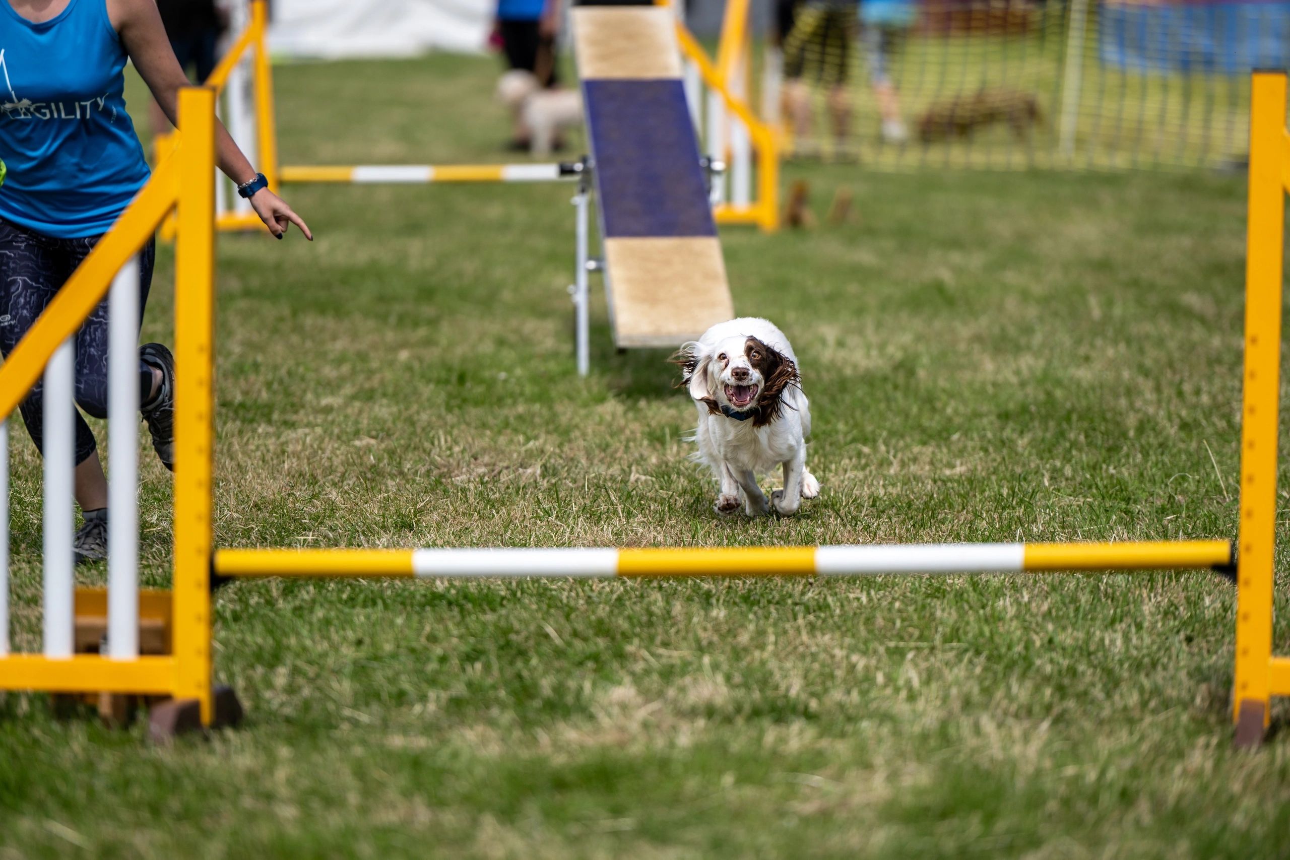 Dog Training & Agility Classes West Berkshire | Absolutely Anna